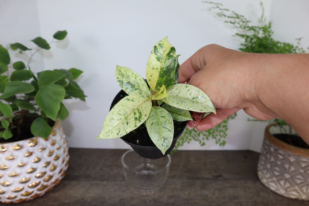 Moonshine Ficus Live Plant | Rare Ficus Elastica Houseplant ...