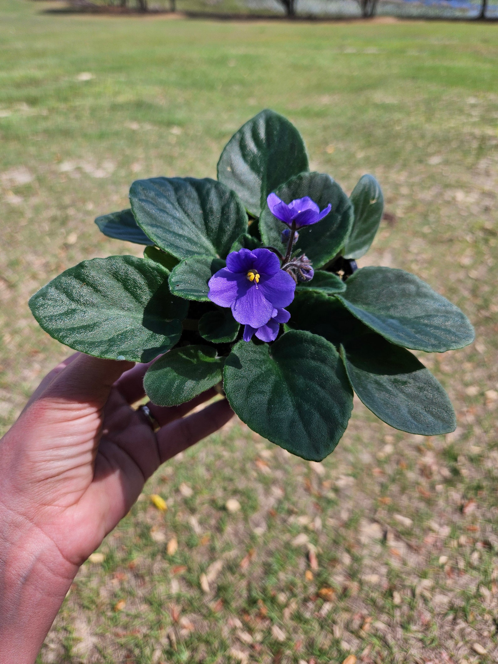 Currently Blooming African Violet Live Plant in a 4" Pot | Blue Violet ...