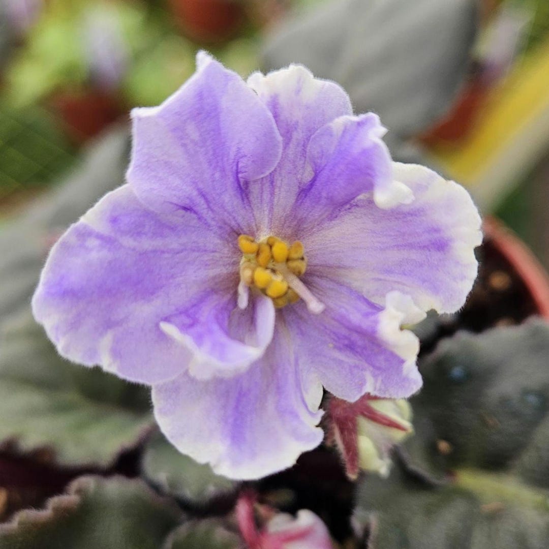 Harmony's Cotton Candy African Violet Live Plant, Young Starter in a 4 ...