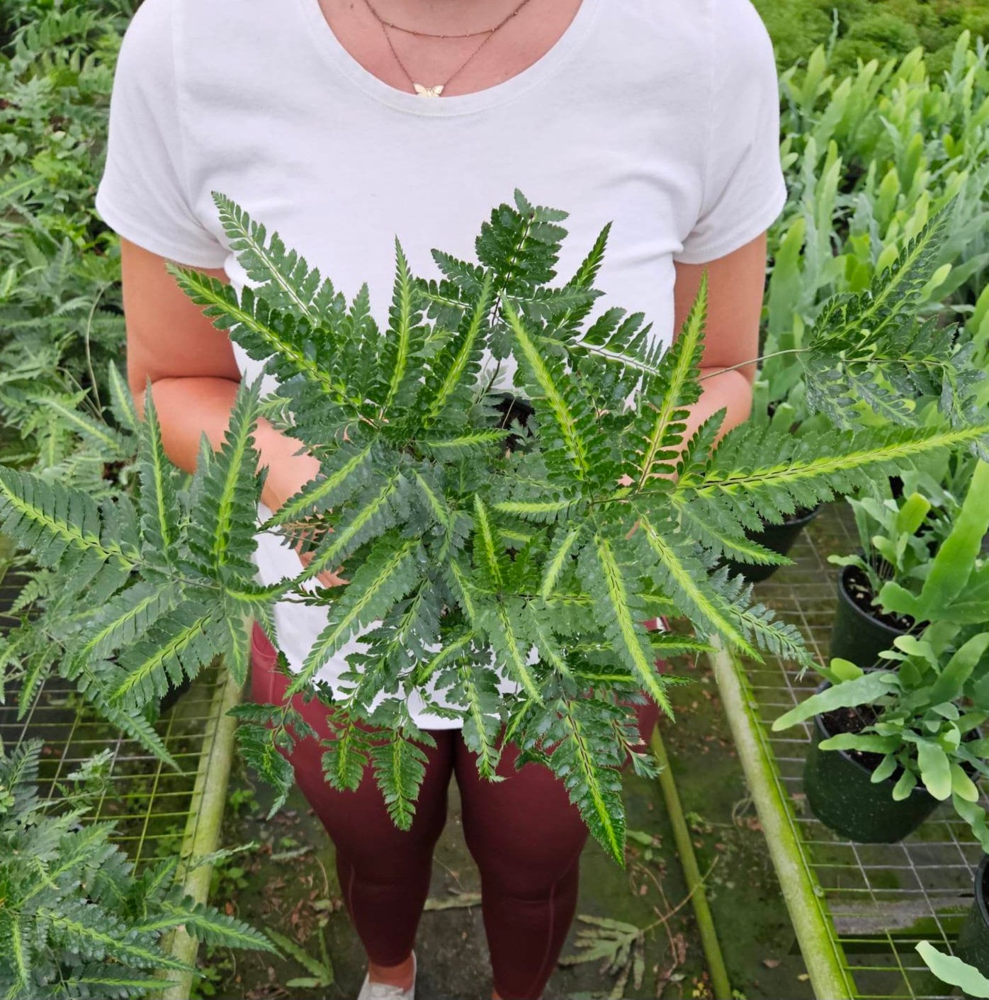 Holly fern store