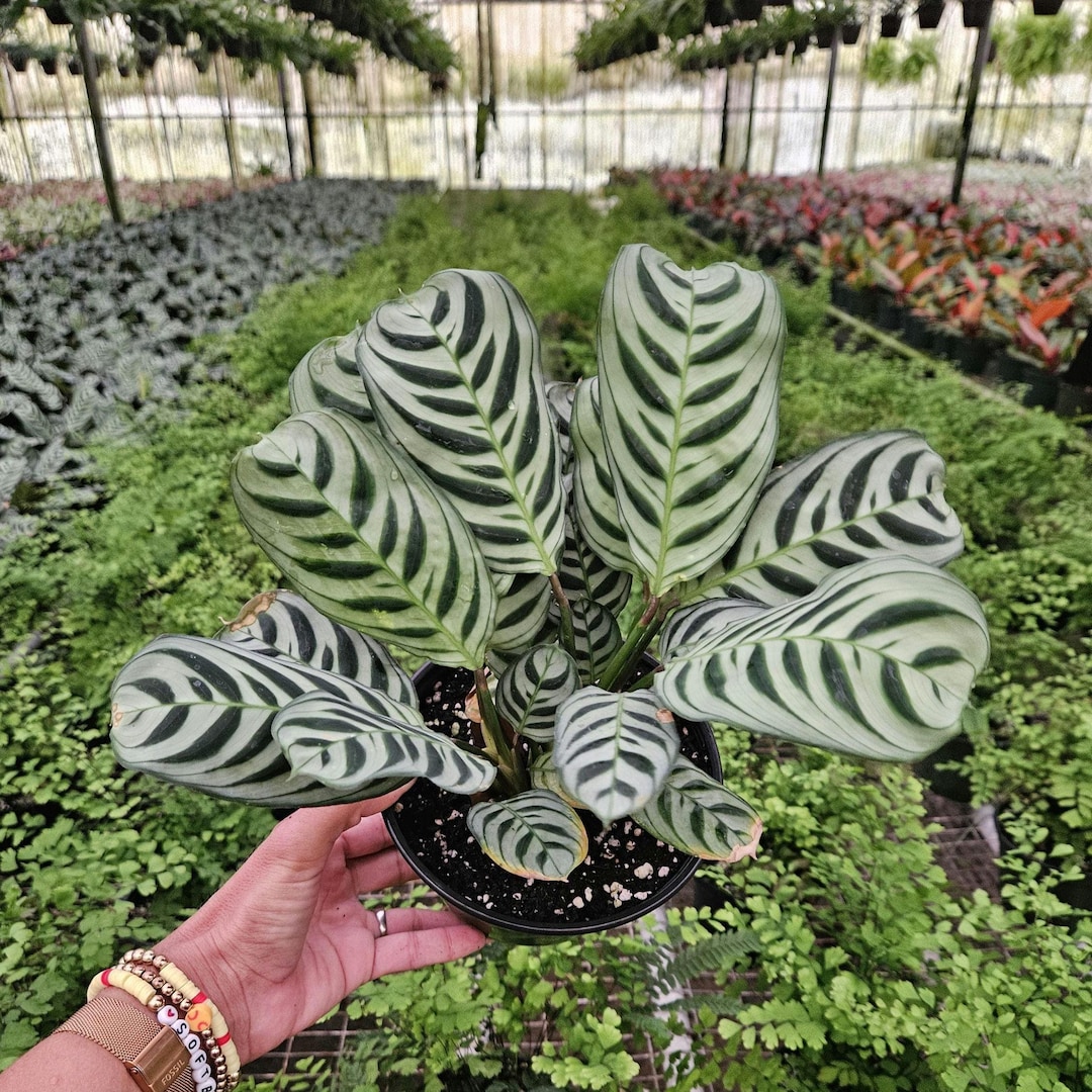 Live Fishbone Prayer Plant - Ctenanthe Burle-marxii in 6" Pot | 2 ...