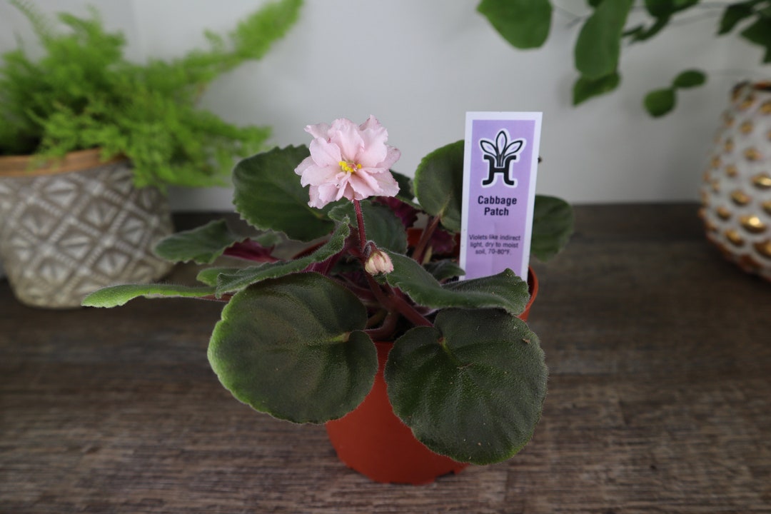 Cabbage Patch African Violet Live Plant, Young Starter in a 4 Pot Plant ...