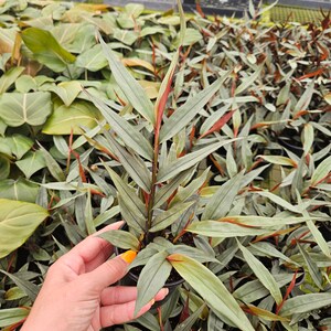 Alpinia Luteocarpa Red Rubin Plant in a 4" Pot, Live Ginger Plant | 2 ...