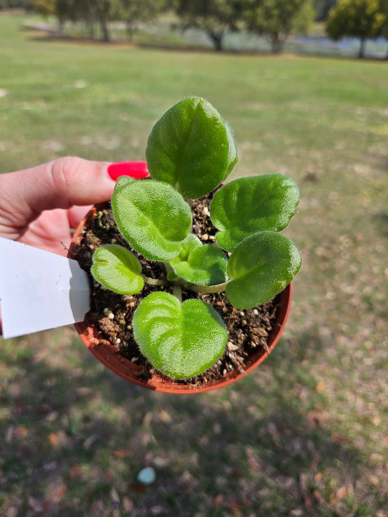 Cajun Popcorn African Violet Live Plant, Young Pre-finished Starter in ...