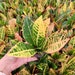 Croton Petra 3 Pot, Live Yellow Pink Croton, Great Summer Plant, High ...