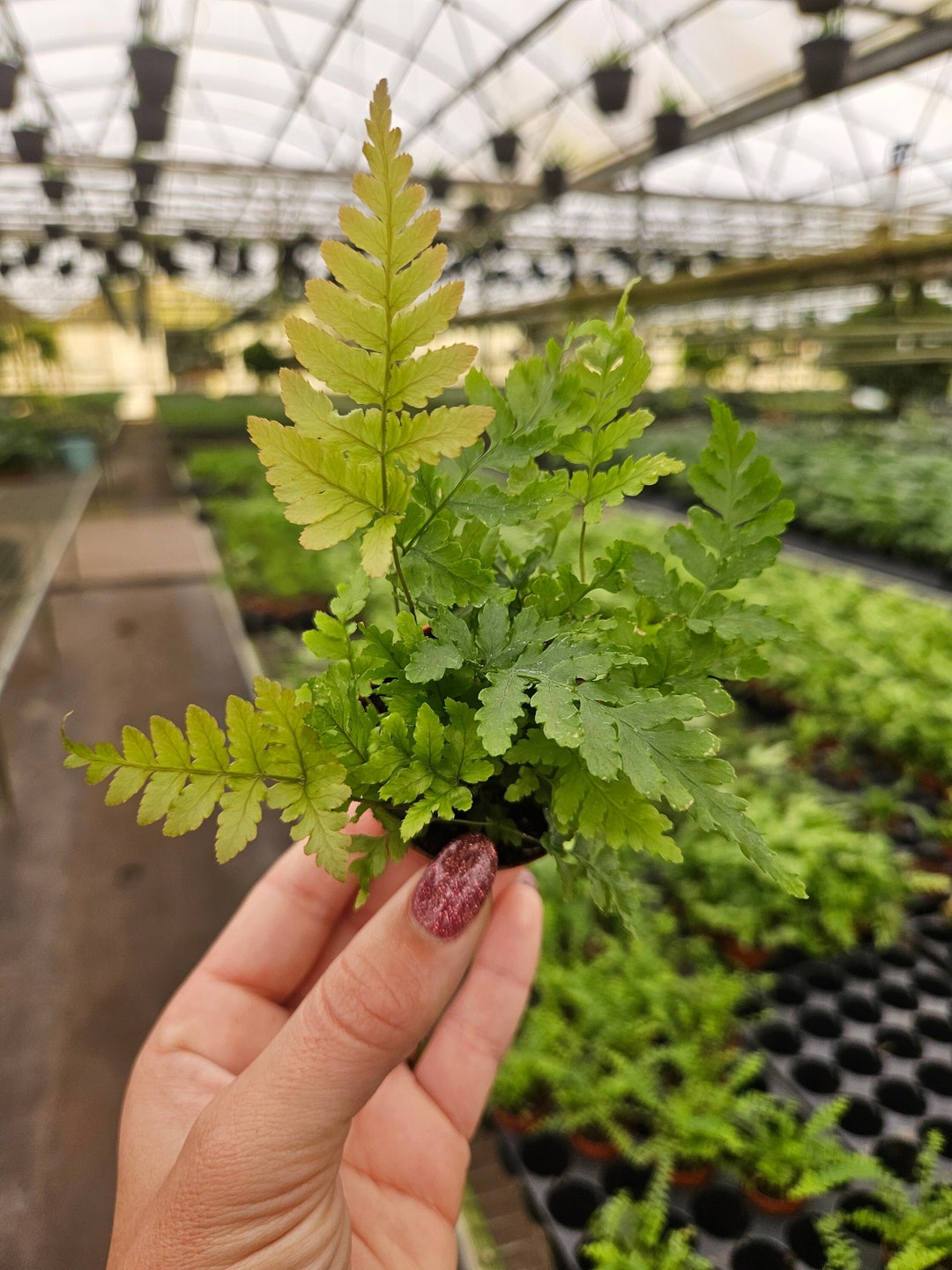 Fern Plant, Autumn Fern Live Plant in a Miniature 2" Pot | 2 Plants ...