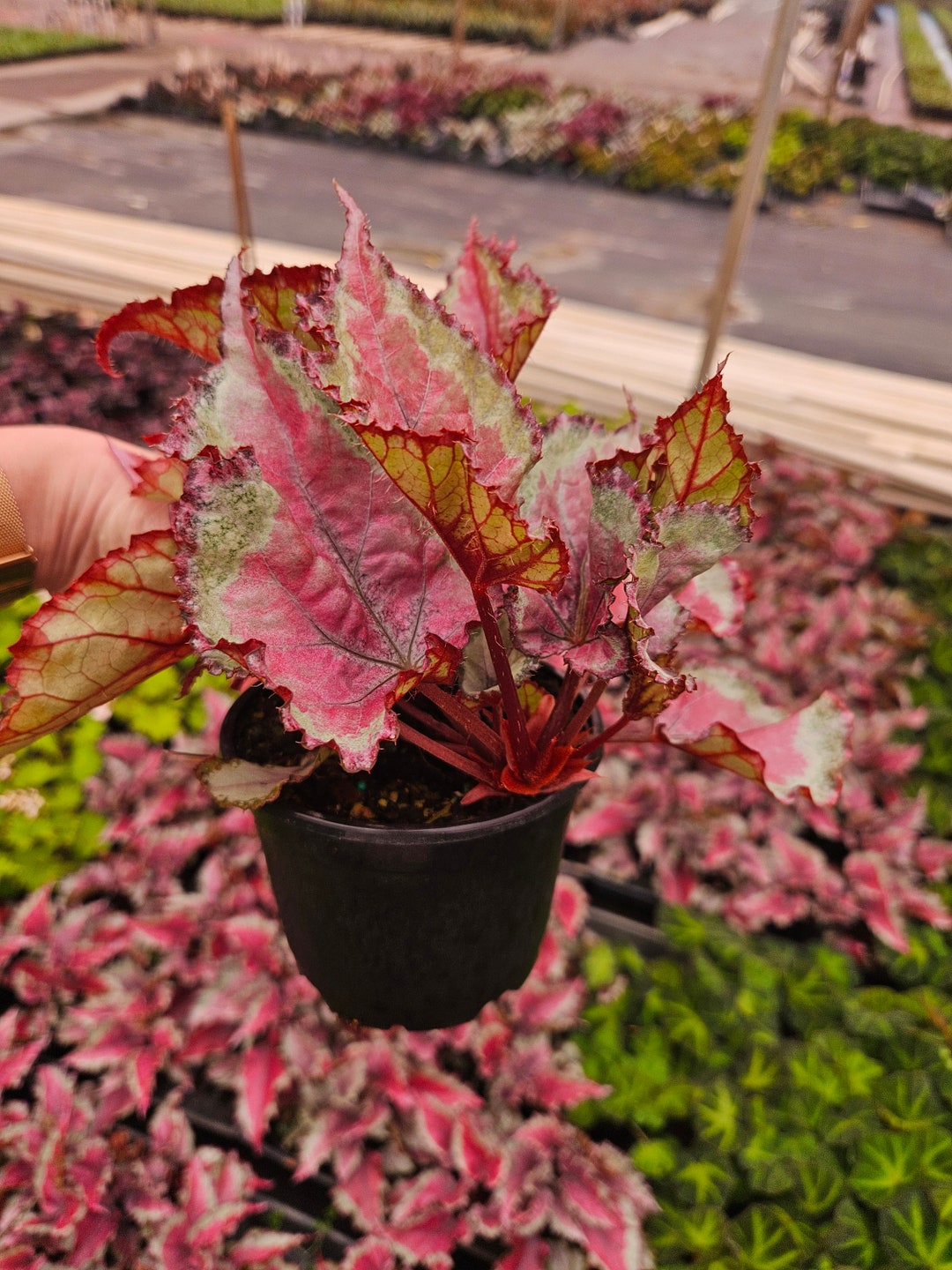Spitfire Rex Begonia Plant in a 5" Pot, Live Begonia Rex Plant | 2 ...