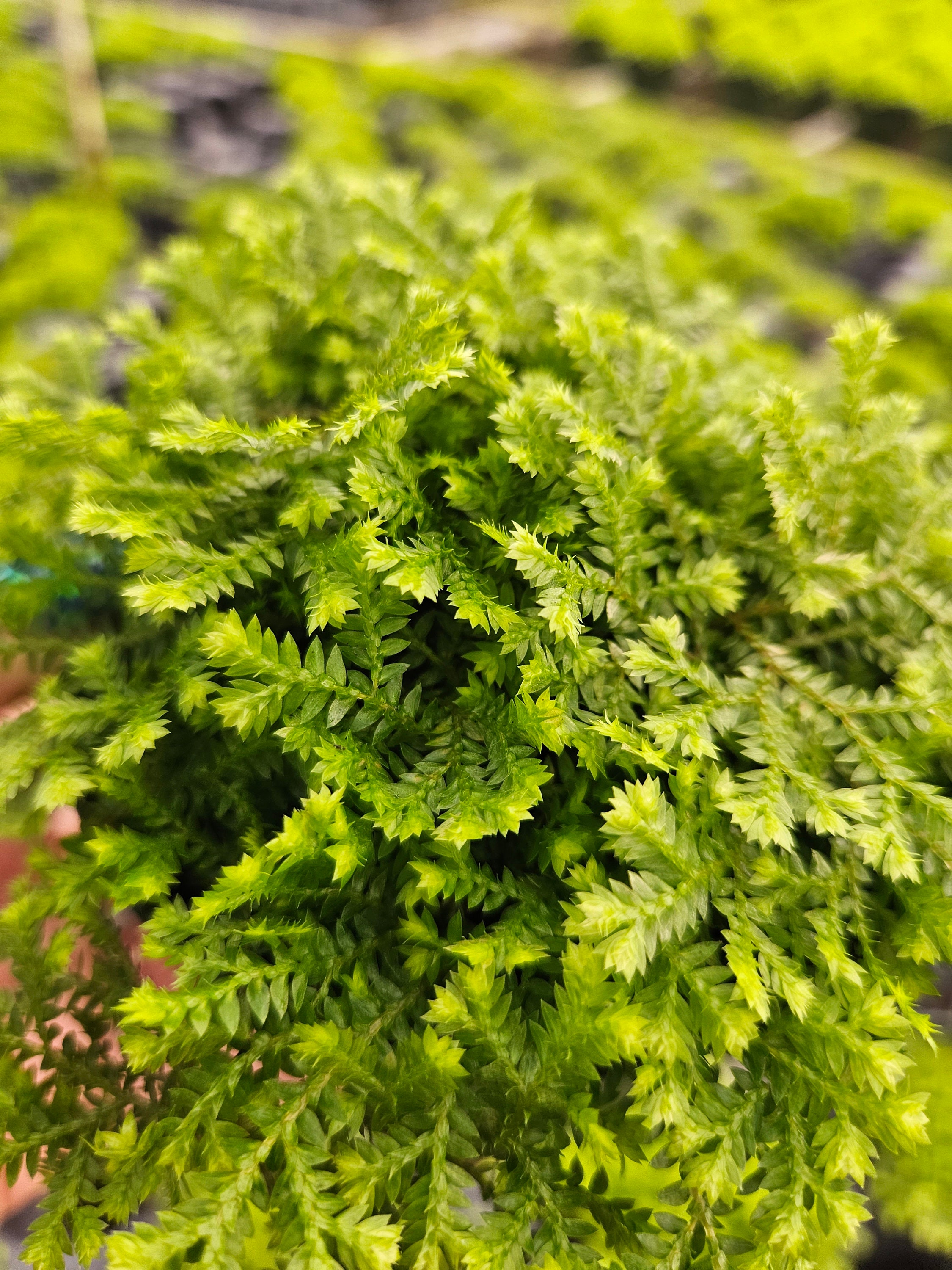 Golden Club Moss Fern Plant Live Lime Green Fern Spike Moss ...