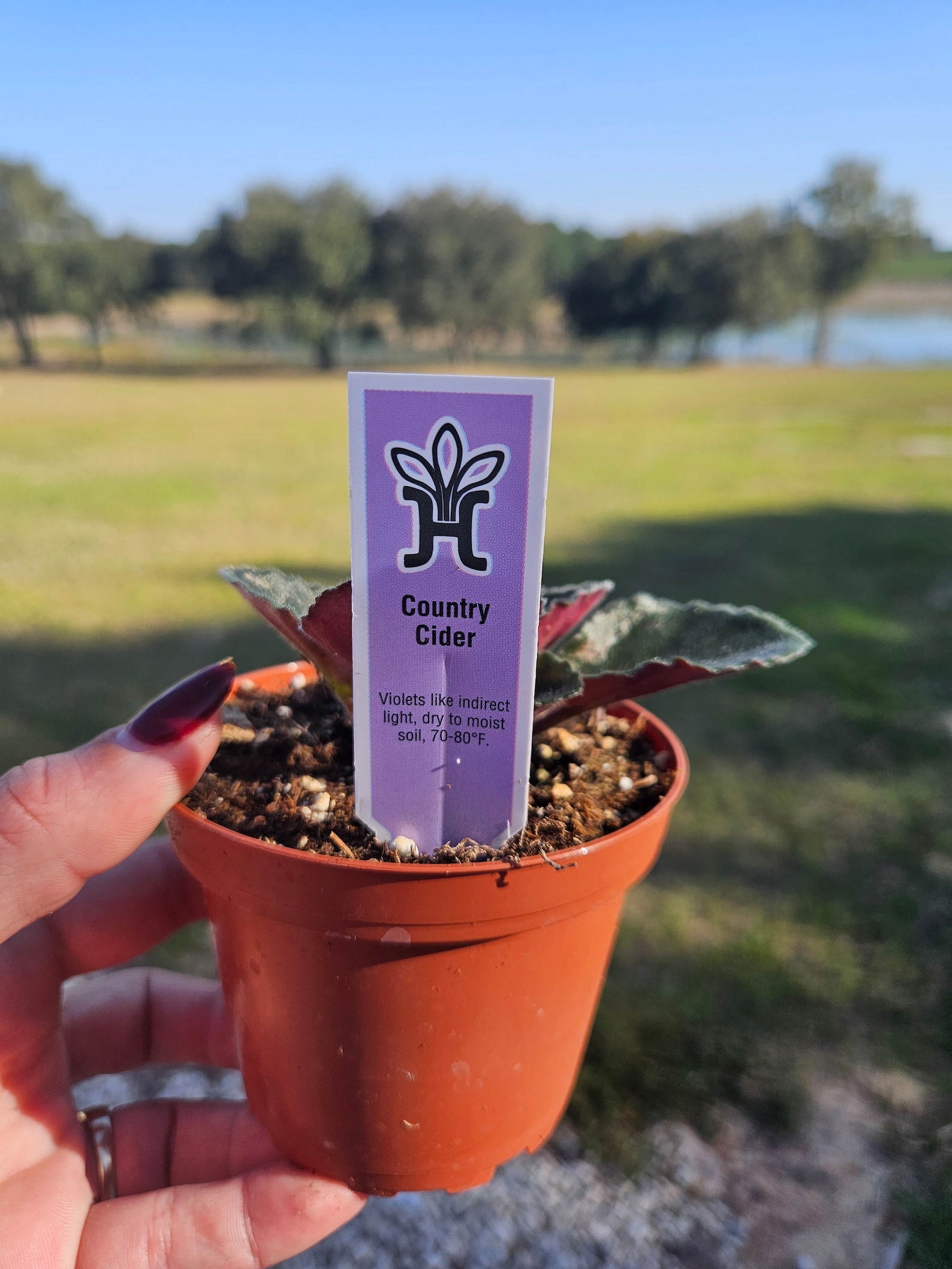 Country Cider African Violet Live Plant, Young Pre-finished Starter in ...