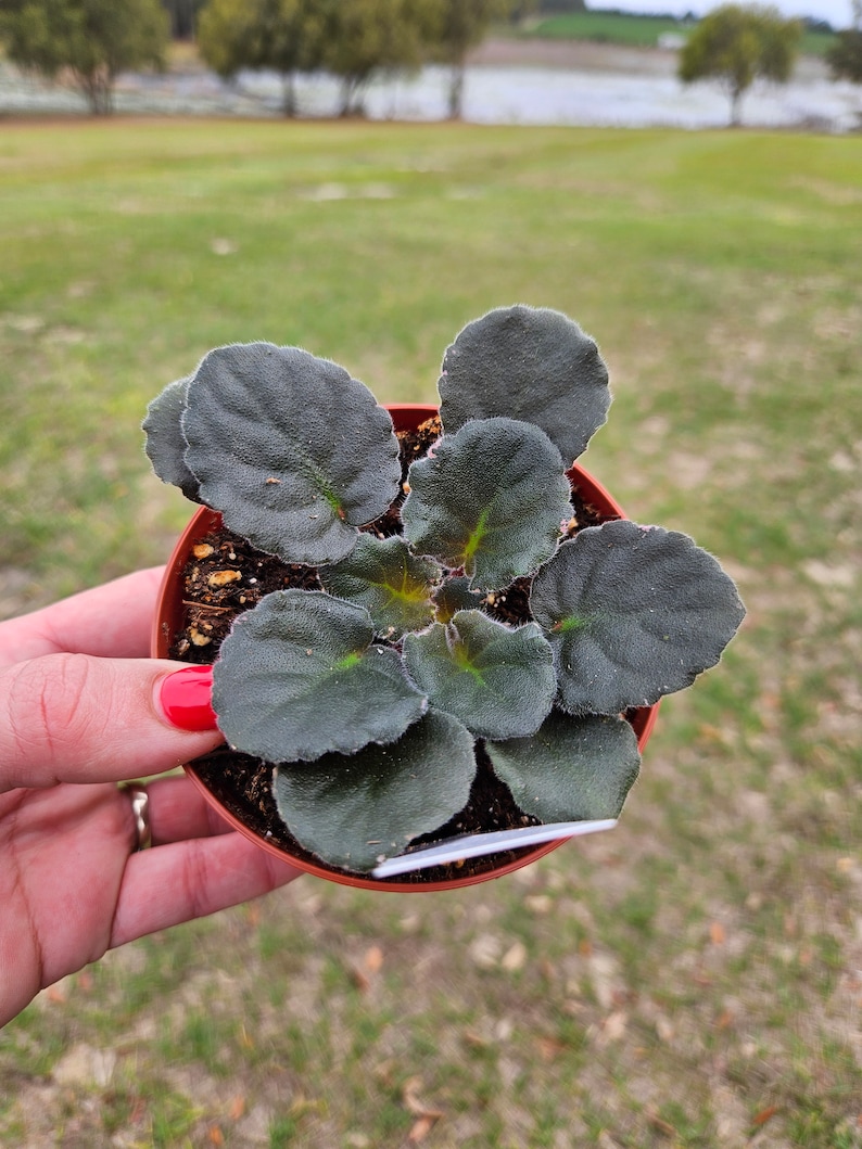 Apache Redcoats African Violet Live Plant, Young Pre-finished Starter ...