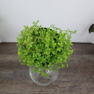 Golden Club Moss Fern Plant Live Moss Lime Green Spike Moss ...