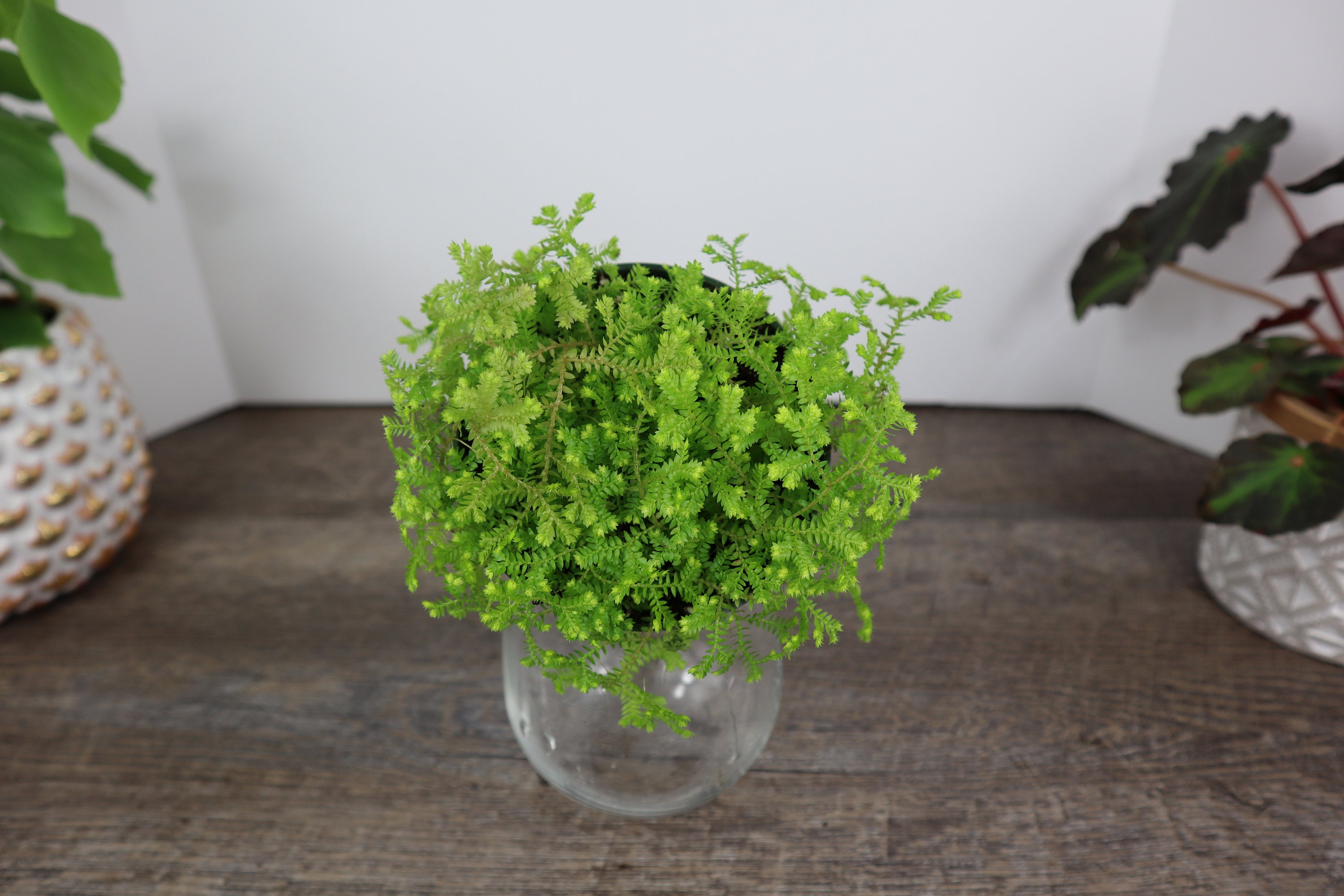 Golden Club Moss Fern Plant Live Lime Green Fern Spike Moss ...