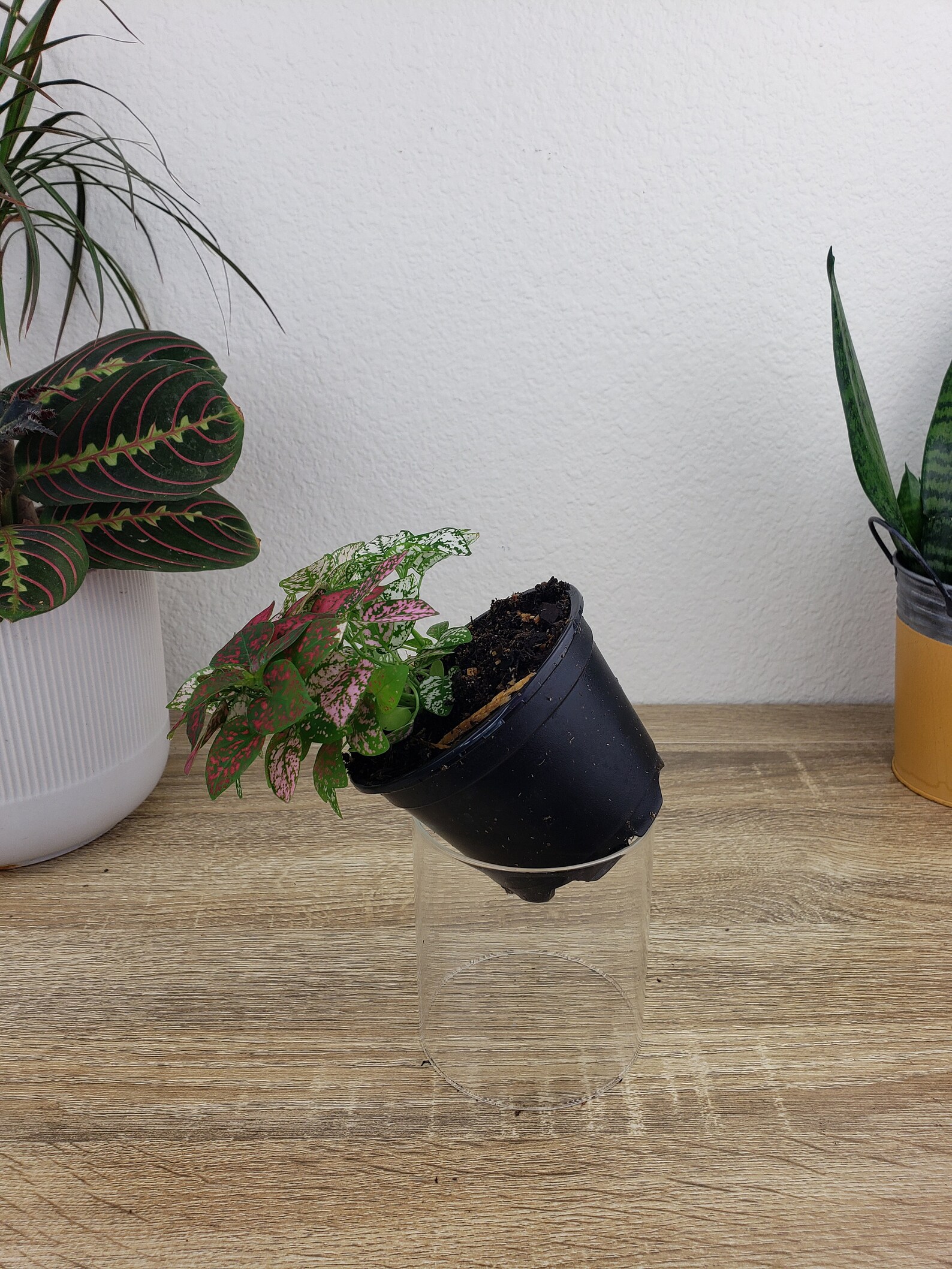 LIVE Polka Dot Plant, Splash Plant Hypoestes Mixed, Confetti Colorful 4 ...