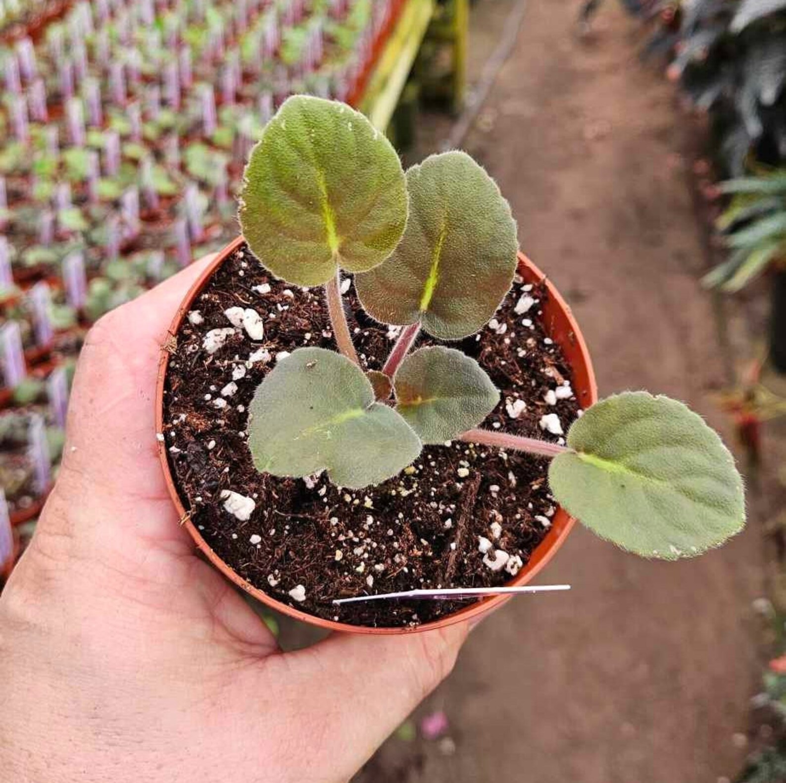 Vat Dark Wine African Violet Live Plant, Young Starter in a 4" Pot ...