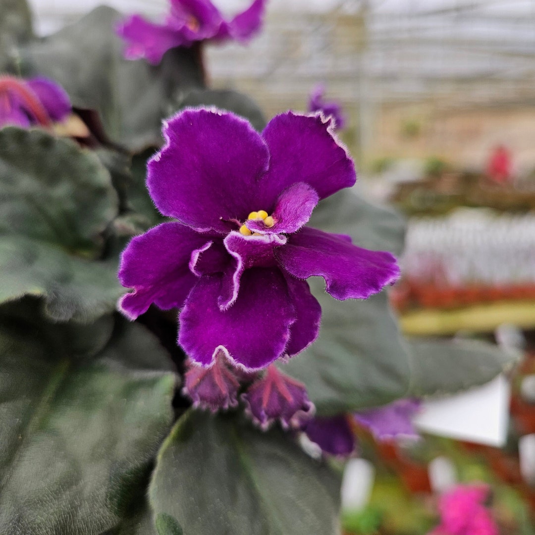 Vat in the Sky African Violet Live Plant, Young Starter in a 4" Pot ...