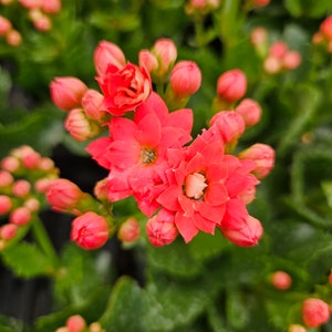 LIVE Blooming Calandiva Plant 4.5" Pot, Flaming Katy Flowering Double ...