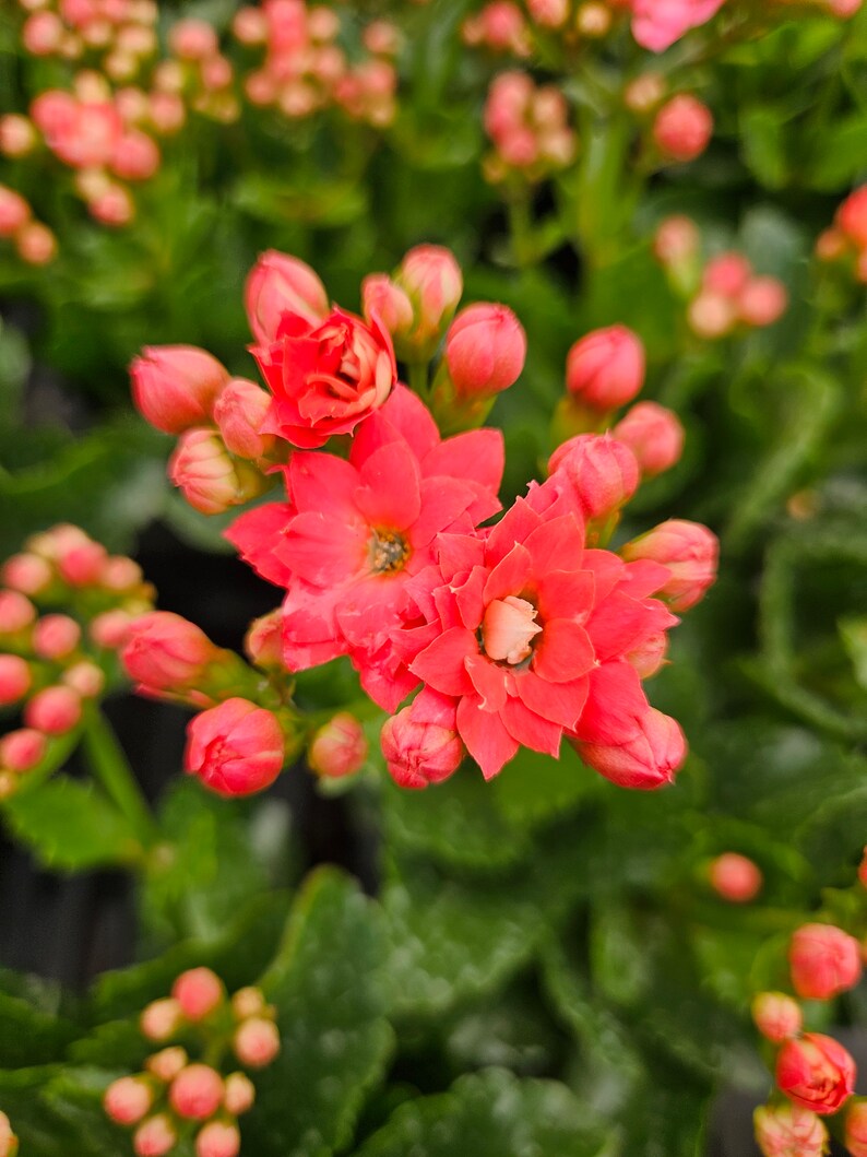 Live Blooming Calandiva Plant 4.5" Pot | Flaming Katy Flowering ...