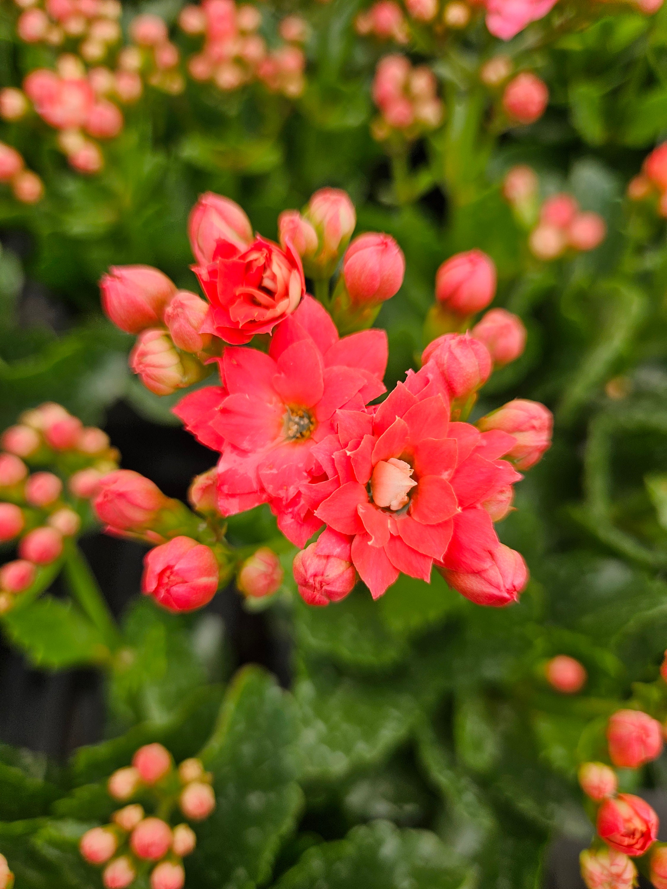Live Blooming Calandiva Plant 4.5" Pot | Flaming Katy Flowering ...