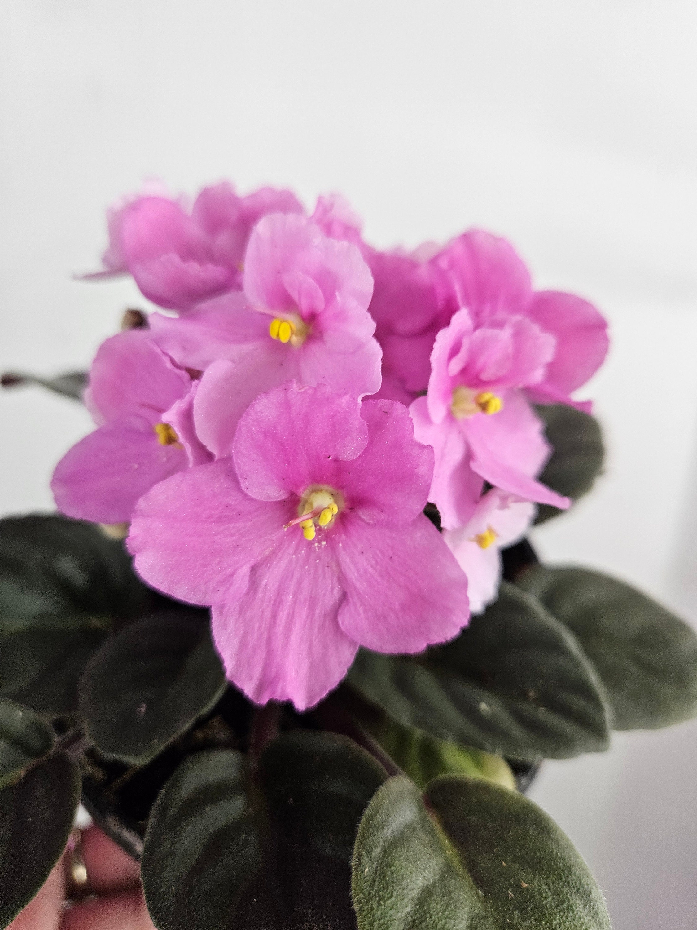 CURRENTLY BLOOMING African Violet Live Plant Flowering 4.5" Live ...
