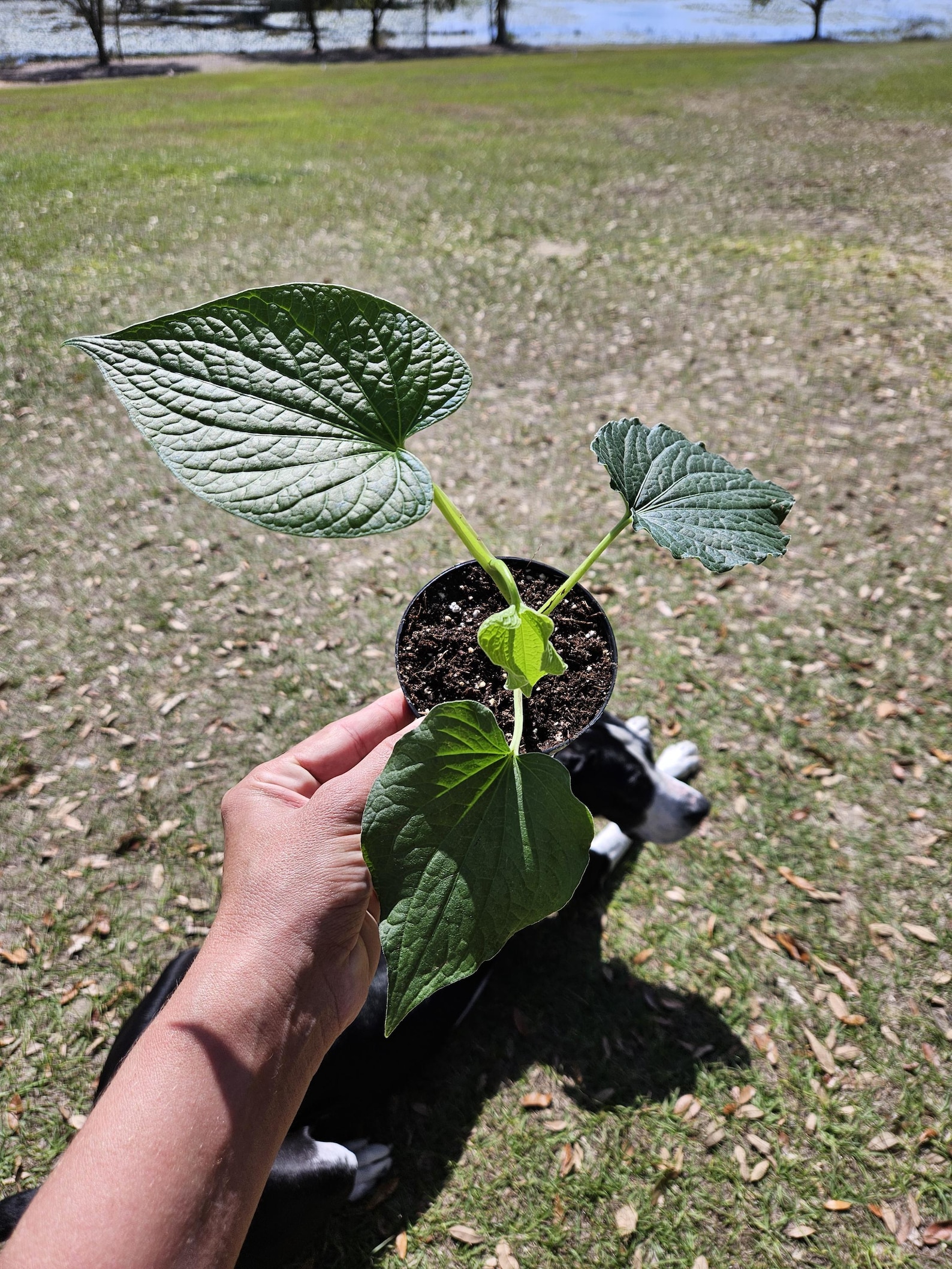 Pepper Plant, Piper Methysticum Kava Kava "isa" Live Plant in a 4" Pot ...