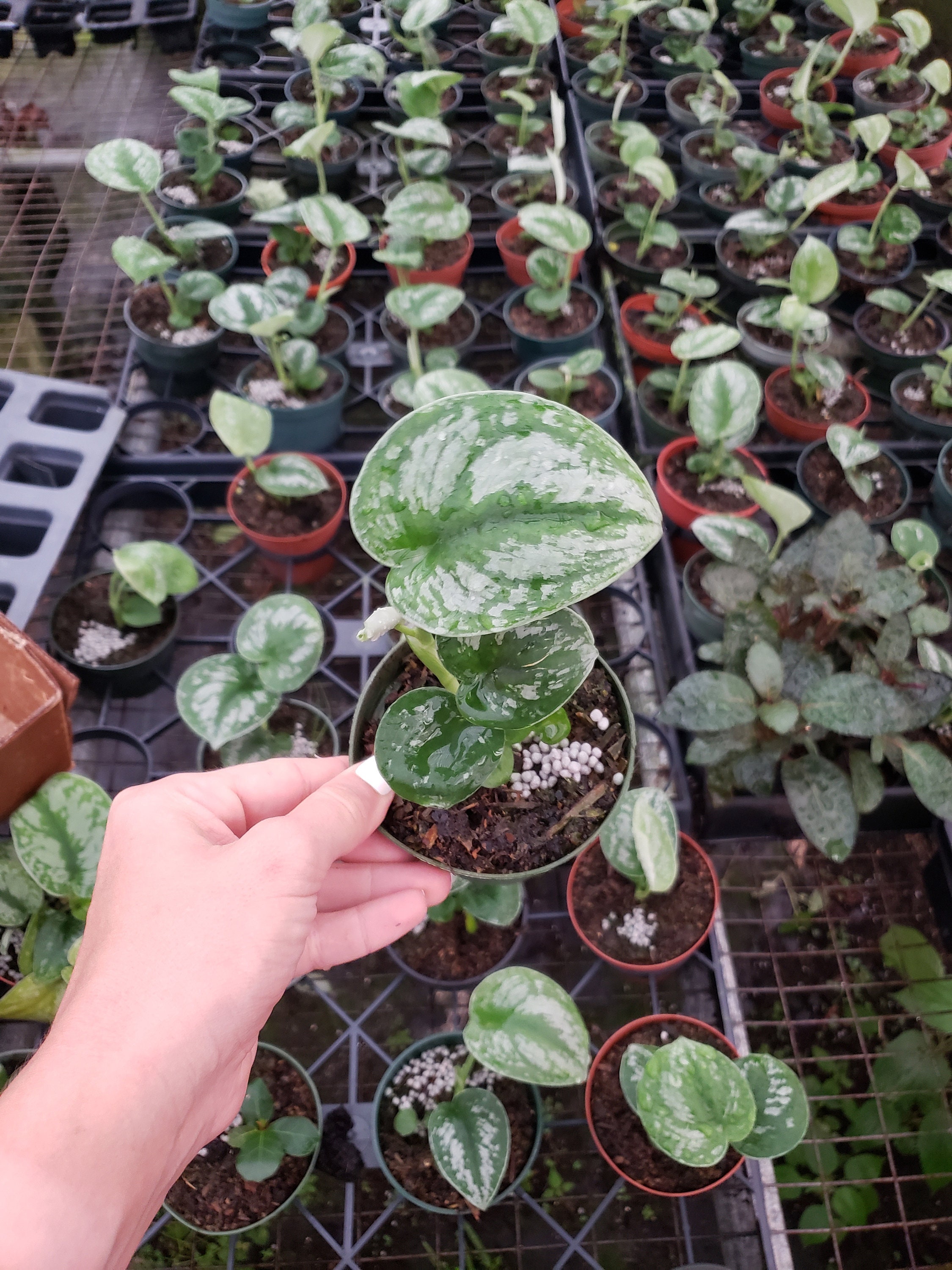Pothos Silver Splash 4" Pot, Live Giant Silver Splash Pothos Plant | 2 ...