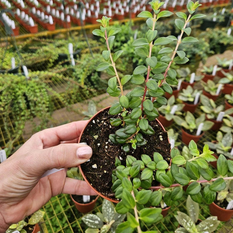 Columnea "broget" Sport' in a 4" Pot Variegated Gesneriad Live Columnea ...
