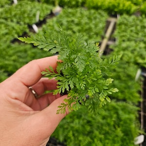 White Rabbit's Foot Fern Plant in a 1" Starter Plug, Live Fuzzy Fern ...