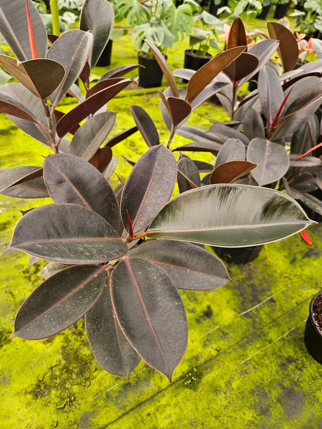 Ficus Burgandy Rubber Tree in a 4" Pot , Live Plant | 2 Plants Required ...