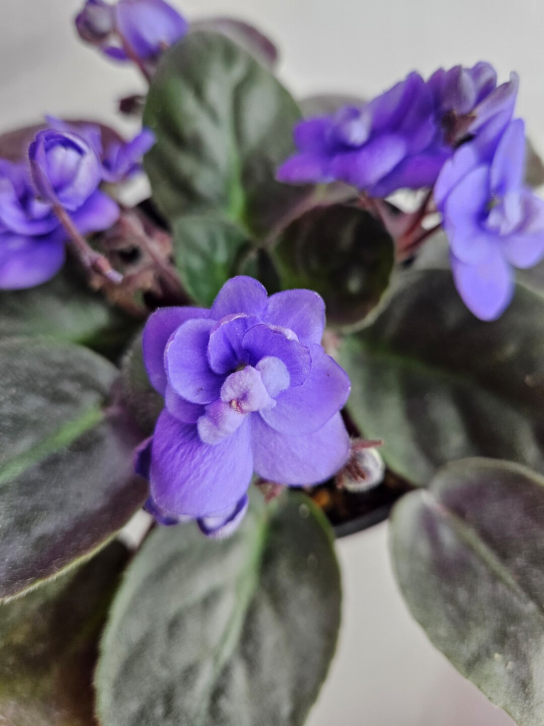Currently Blooming African Violet Live Plant Flowering 4.5" Live ...