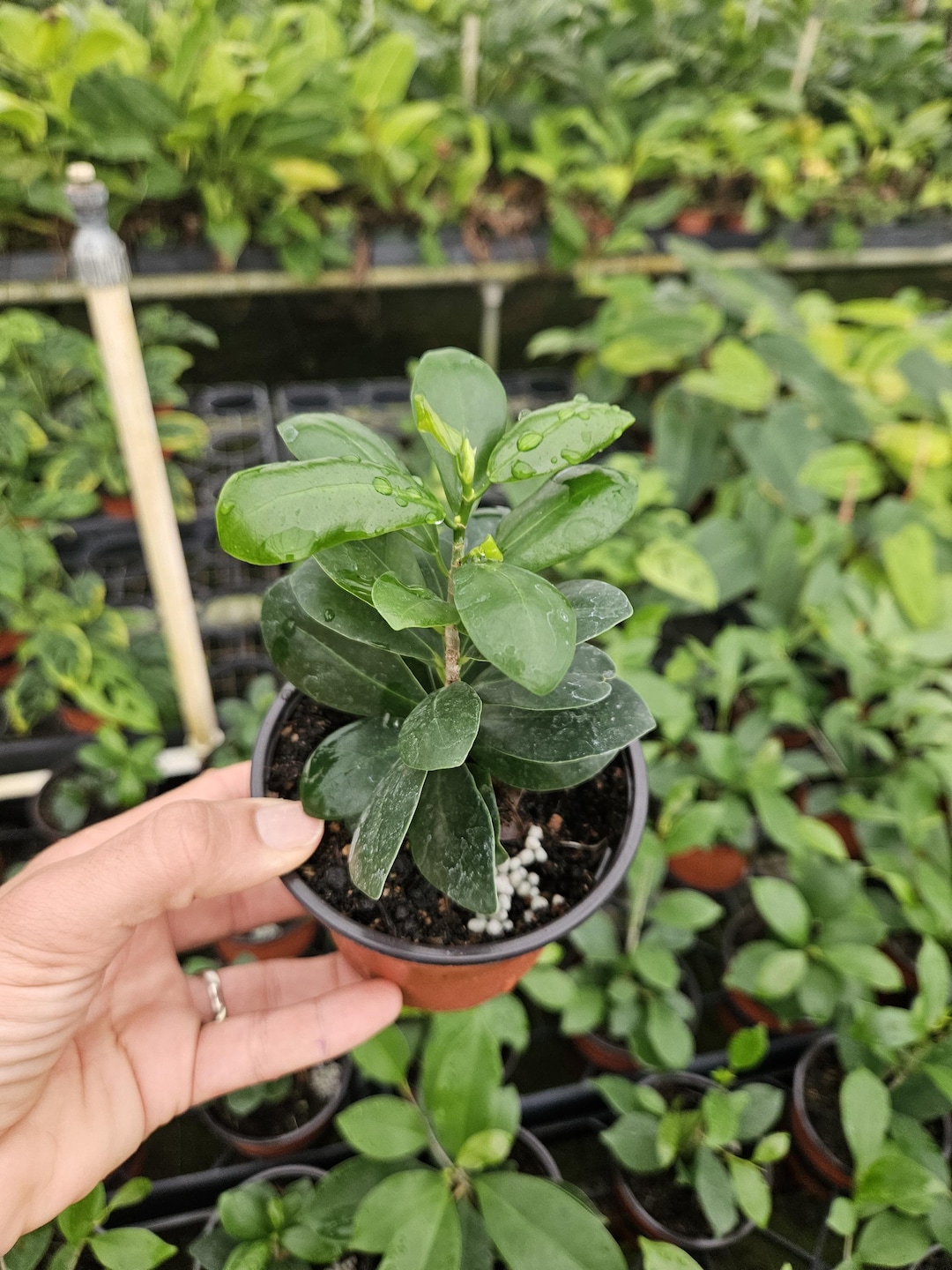Ficus Microcarpa Live Plant in a 4" Pot | 2 Plants Required per Order ...