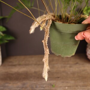 Fern Plant, Rabbit's Foot Fern in a 4" Pot Fuzzy Fern,furry Root Fern ...