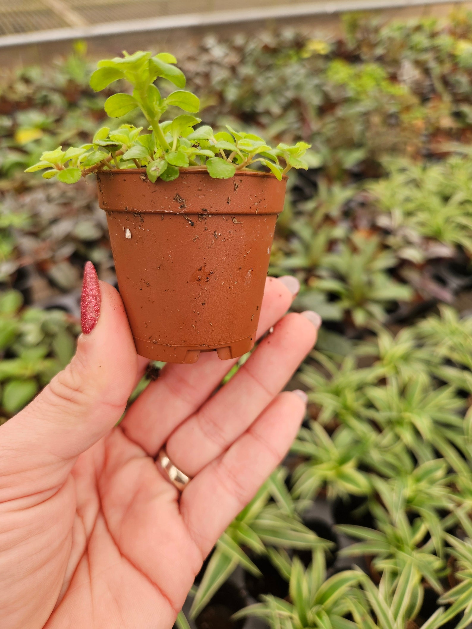 Pilea Depressa 'tiny Baby Tears' in a Miniature 2" Pot | 2 Plants ...