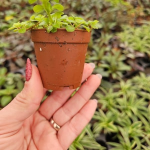 Pilea Depressa 'tiny Baby Tears' in a Miniature 2" Pot | 2 Plants ...