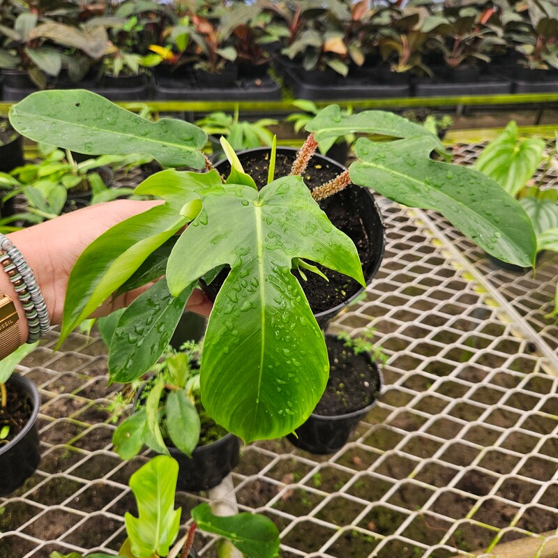 Philodendron Squamiferum - Etsy