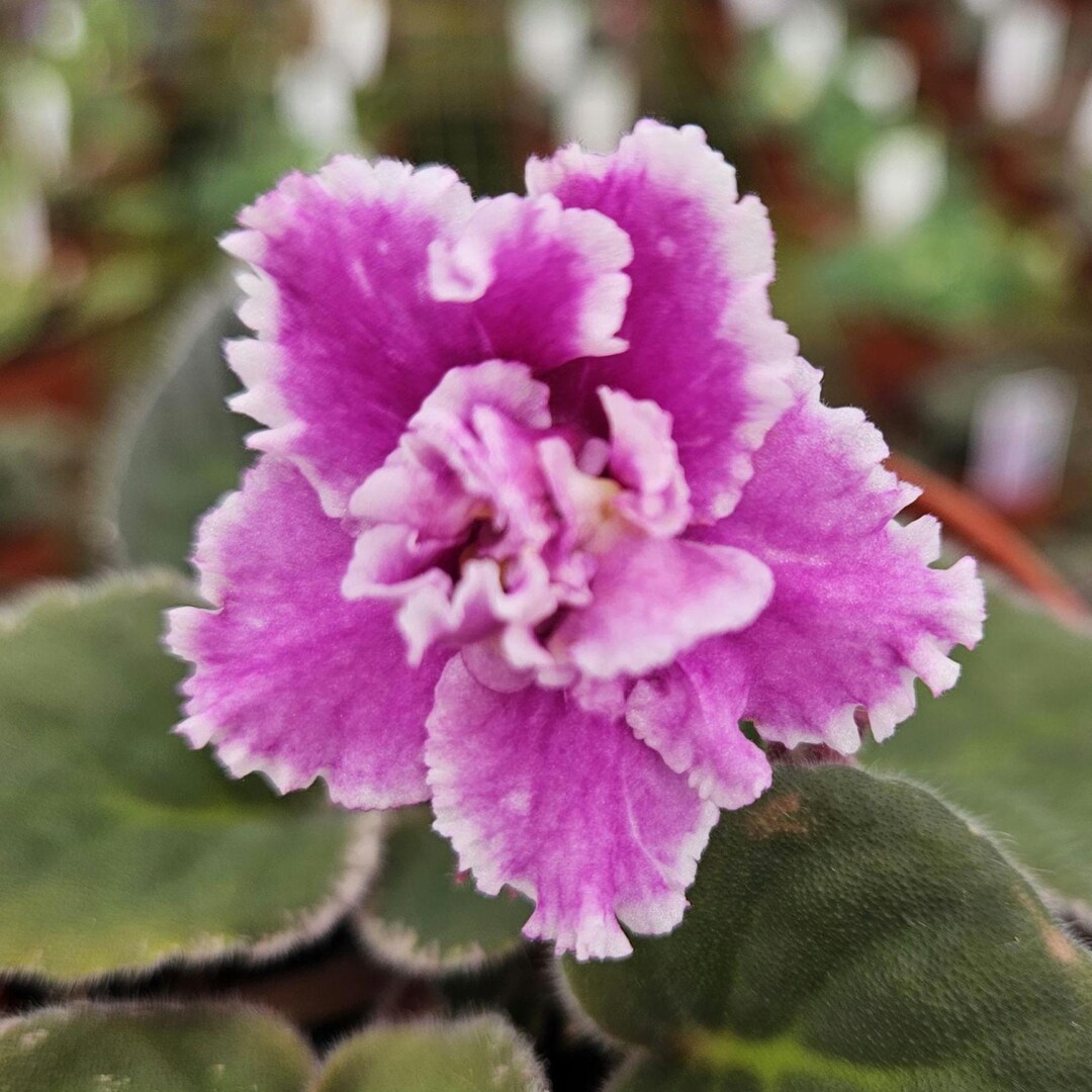 Wrangler's Boot Stompin African Violet Live Plant, Young Pre-finished ...