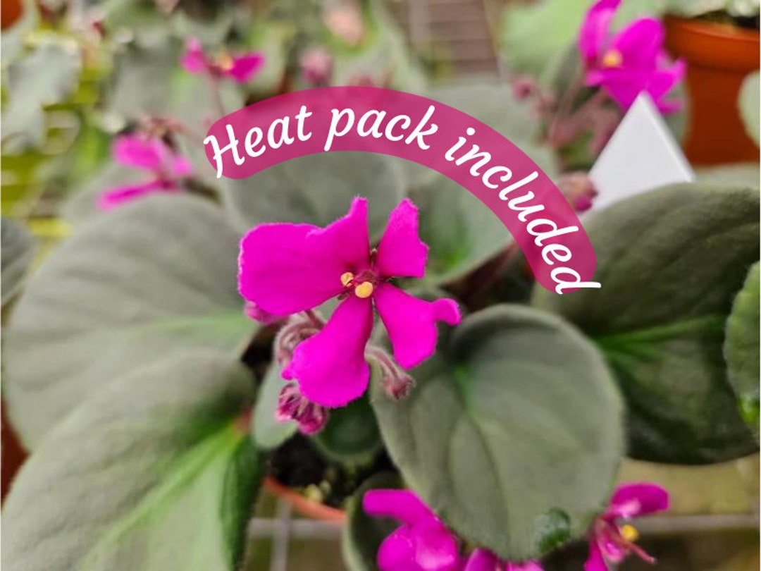 Hunter's Venom African Violet Live Plant, Young Starter in a 4" Pot ...
