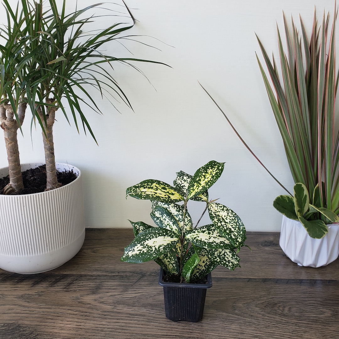 LIVE Florida Beauty Dracaena Plant Surculosa Plant 3" Pot, Live ...