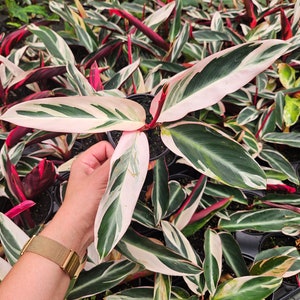 Tricolor Ginger in a 4 Pot Live Stromanthe 'tricolor' Stromanthe ...