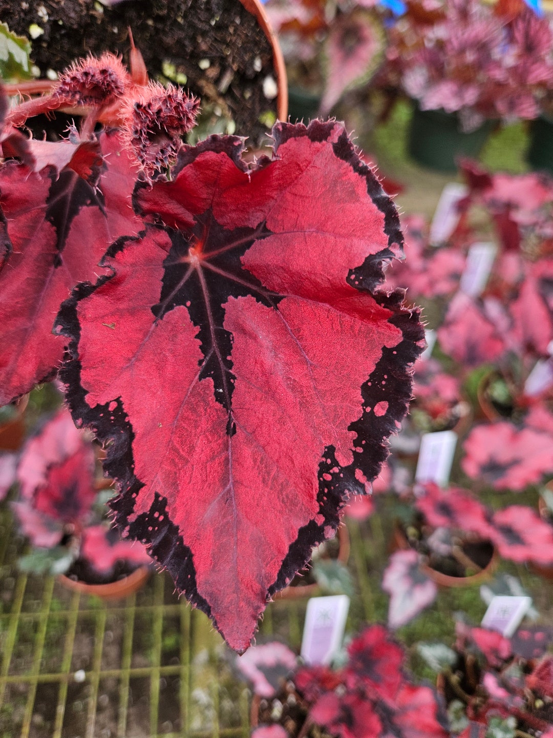 Harmony's Red Robin Begonia Plant in a 4" Pot, Live Begonia Plant, Rex ...