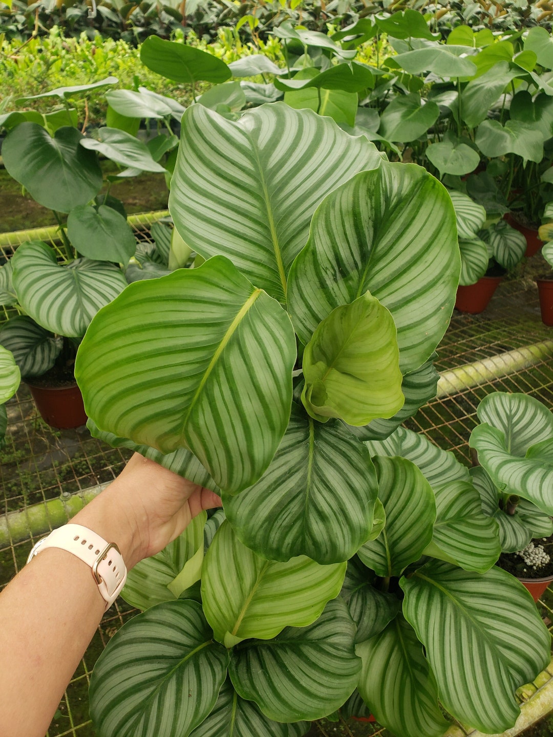 Calathea Orbifolia, Live Calathea Plant, Round Silver Calathea Plant *2 ...