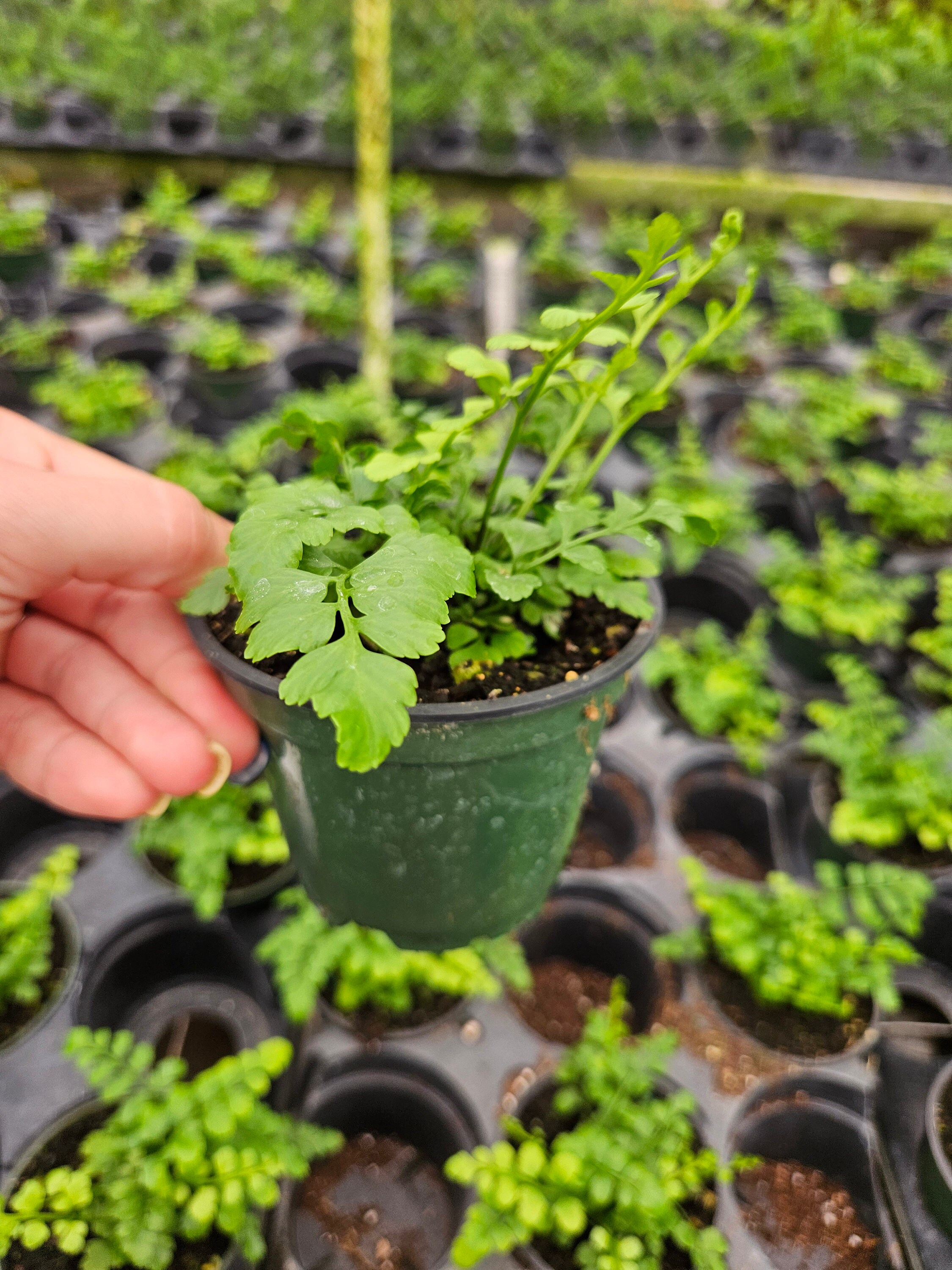 Fern Plant, Austral Gem Bird's Nest Fern Plant in a 4" Pot, Asplenium ...