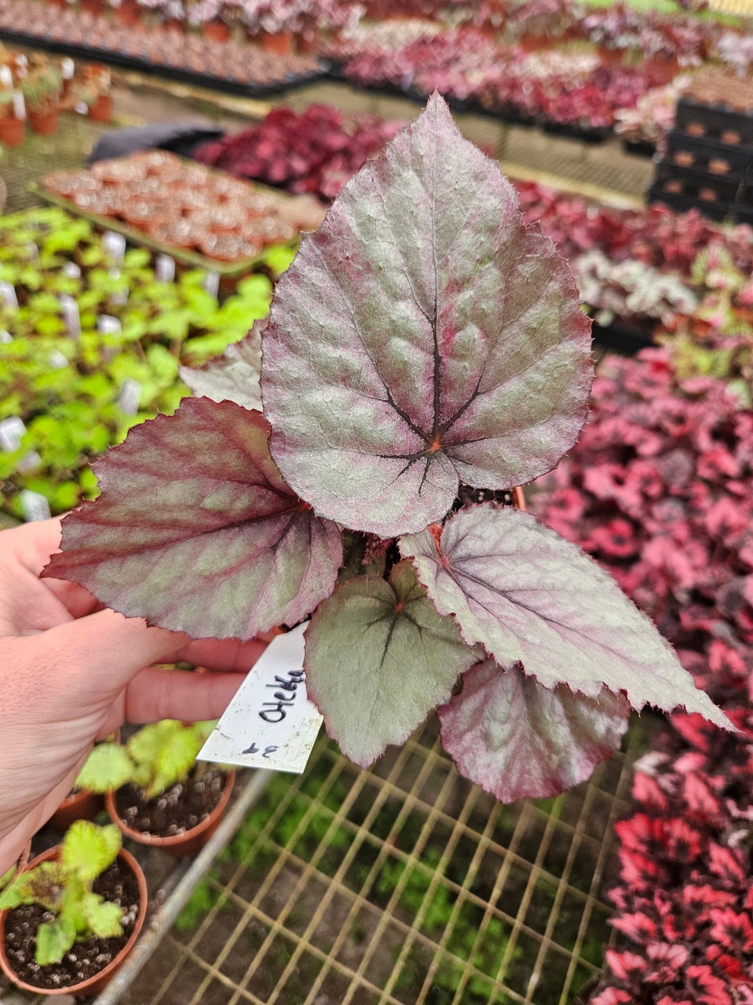 Begonia Oteka Live Plant | 4" Pot | Rex Begonia Hybrid | Iridescent ...