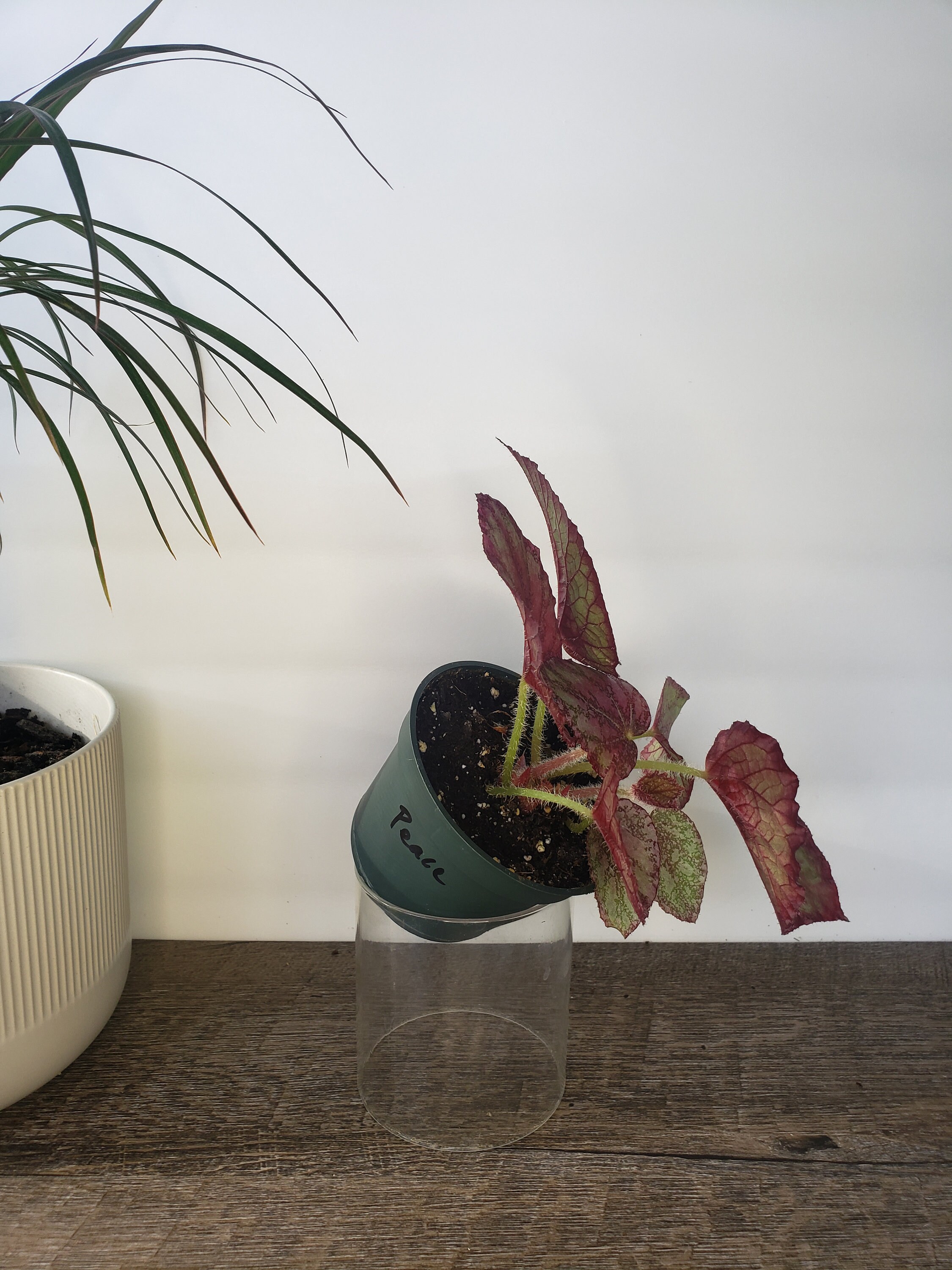 Begonia Peace Live Plant | Young Prefinished Starter Plug in a 4" Pot ...