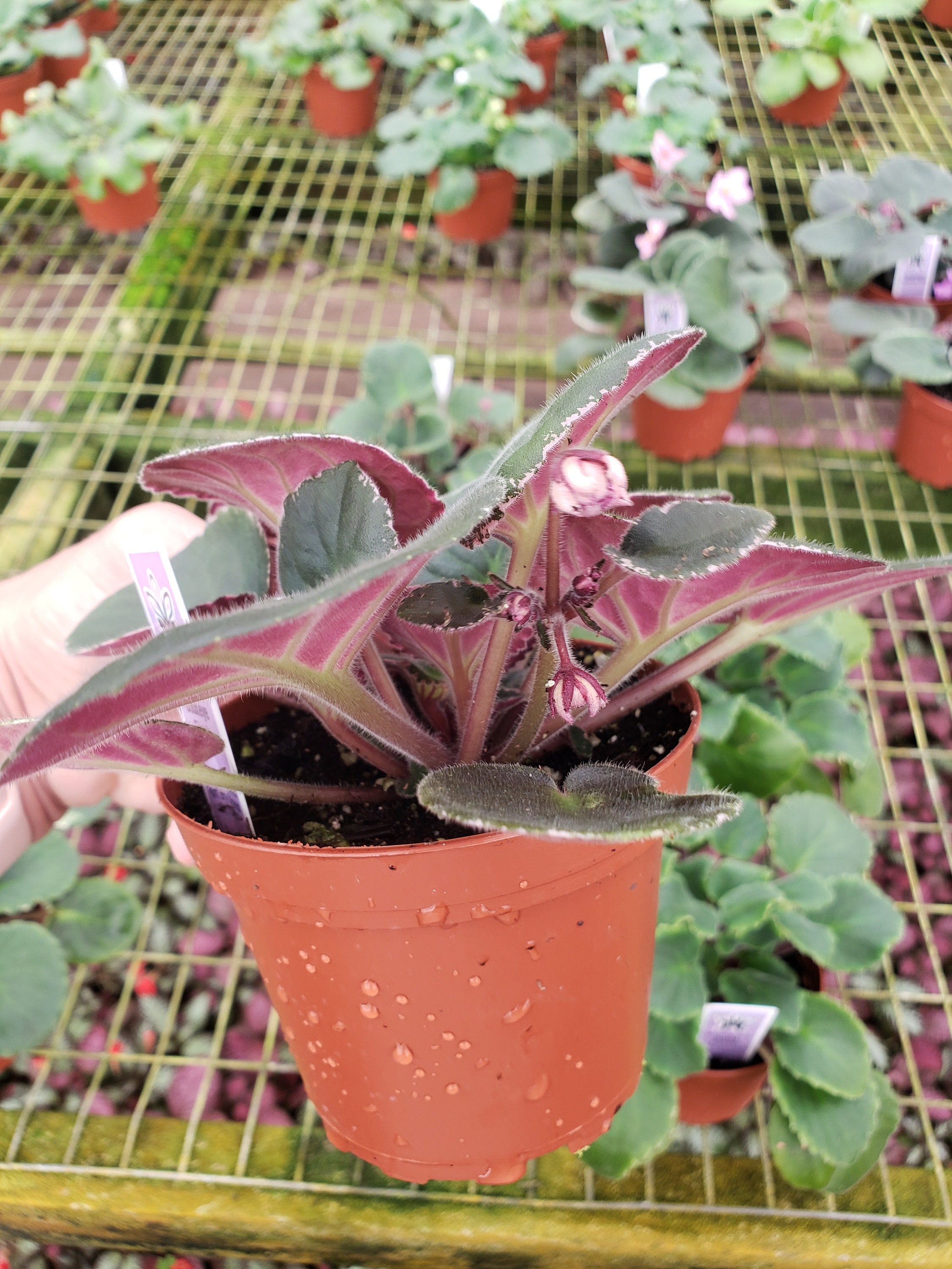 Buckeye Fiesta African Violet Live Plant, Young Starter in a 4" Pot ...