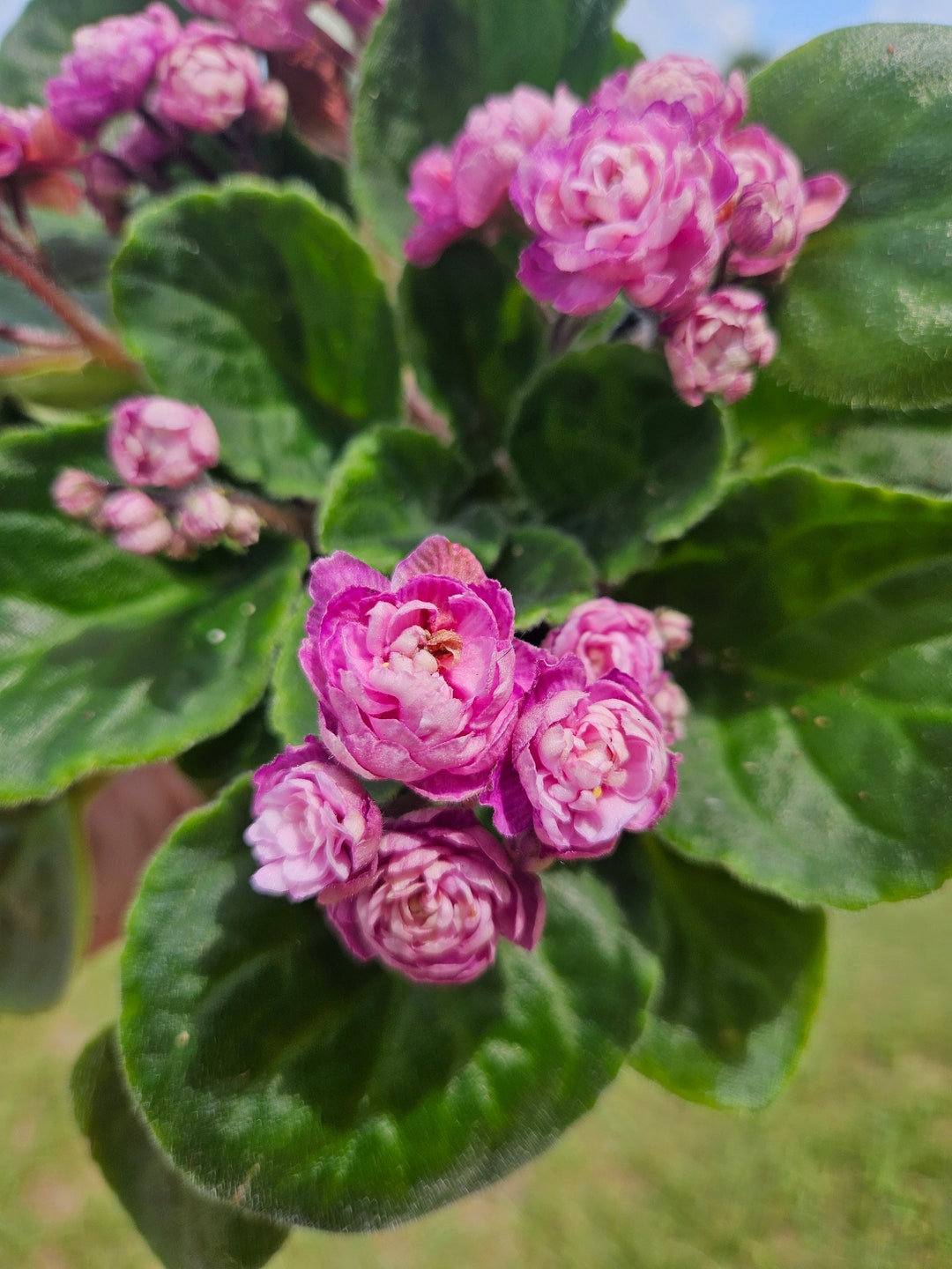 Currently Blooming African Violet Live Plant in a 4" Pot | Pink Rosette ...