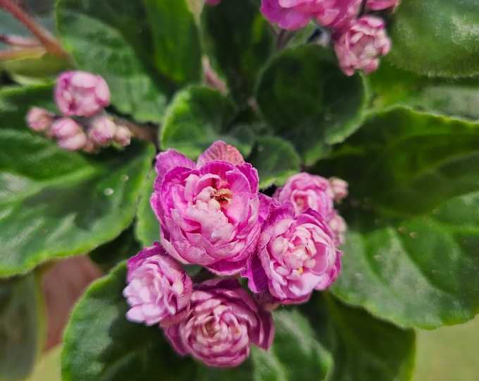 Currently Blooming African Violet Live Plant in a 4" Pot | Pink Rosette ...
