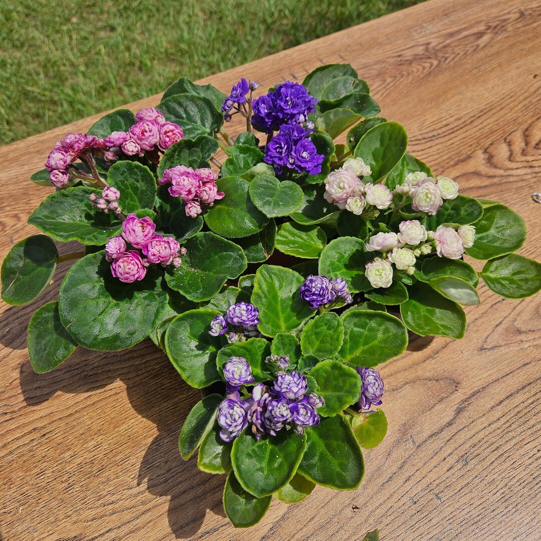 4 African Violet Plants Currently Blooming, 4 Plant Bundle of Double ...