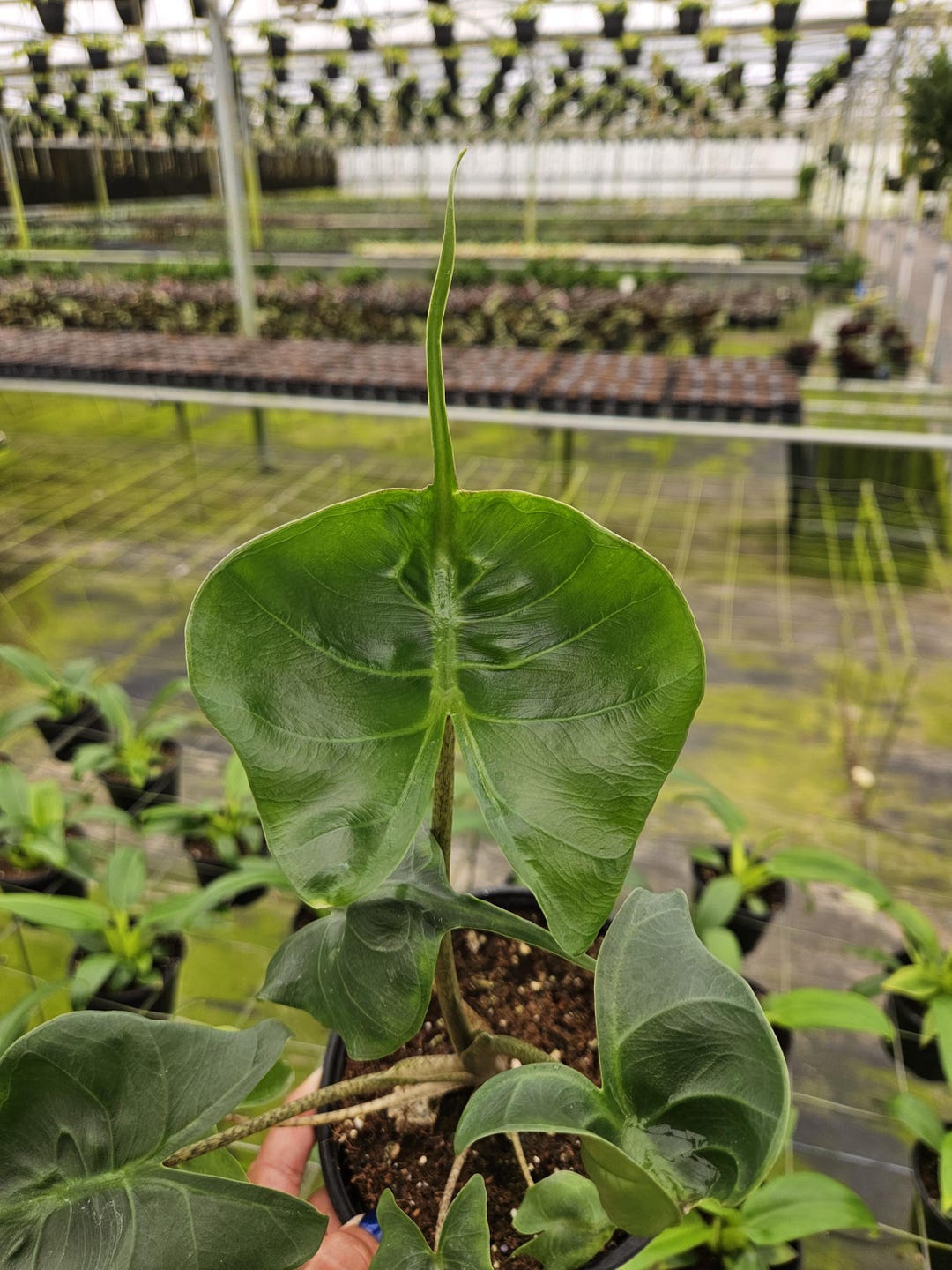 Alocasia Stingray Plant in 6" Pot | Live Tropical Alocasia Macrorrhiza ...