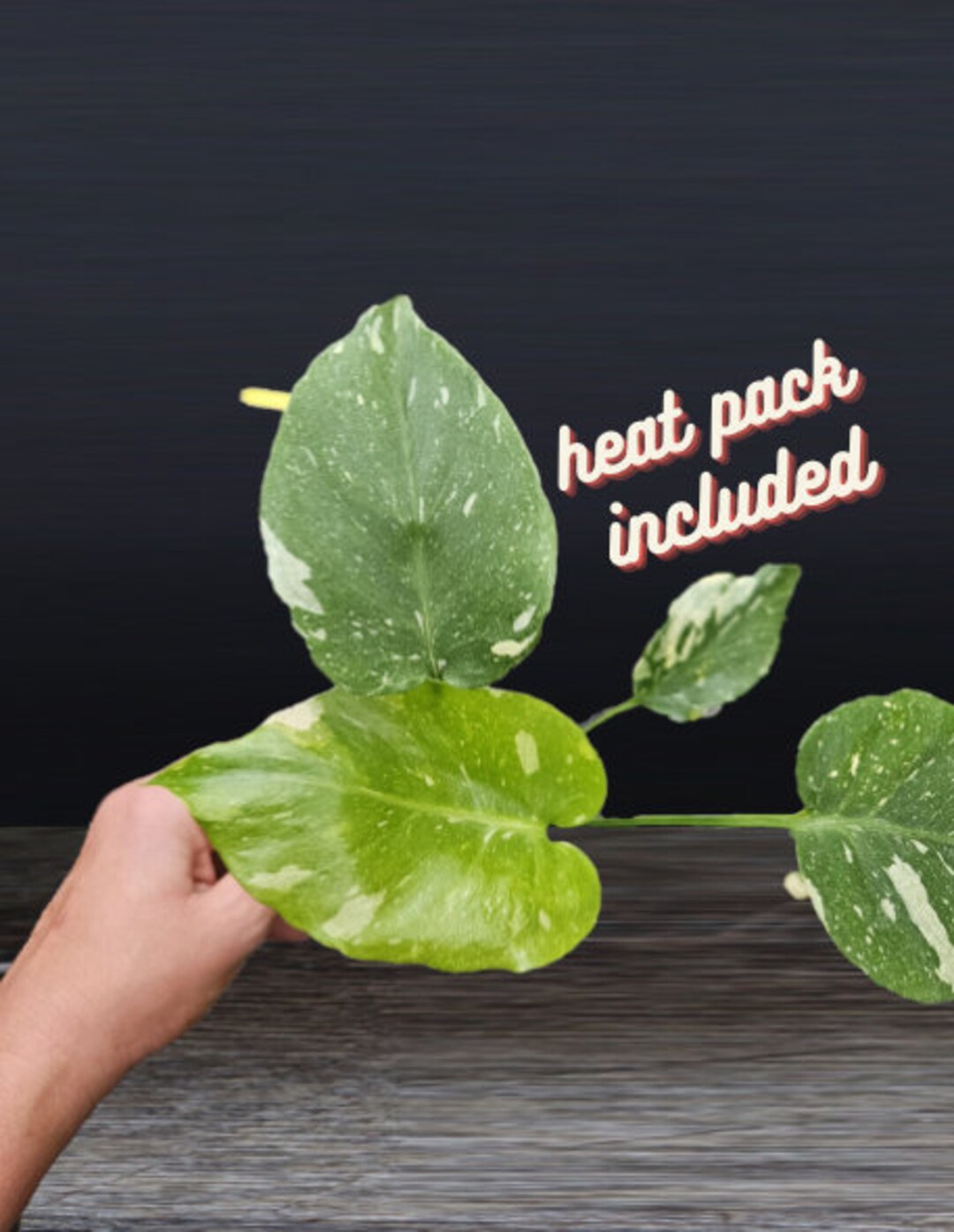 Monstera Plant, Thia Constellation Variegated Live Tropical Plant in a ...