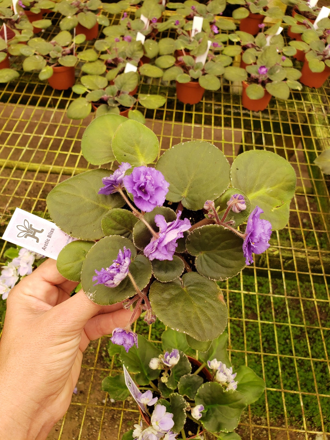 Arctic Bliss African Violet Live Plant, Young Starter in a 4 Pot Plant ...